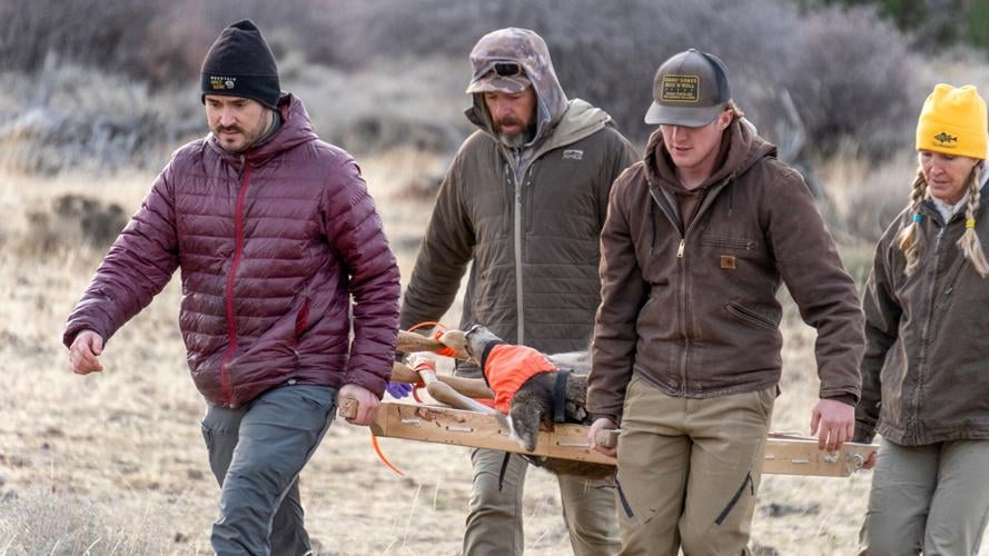 Utah Division of Wildlife Resources assesses, collars record 1,901 big ...