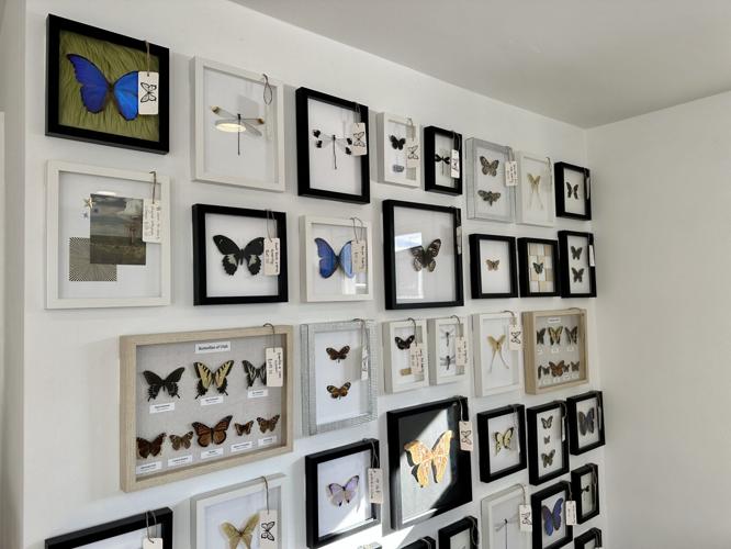 ‘A universal connection’: New business takes flight with real butterfly ...