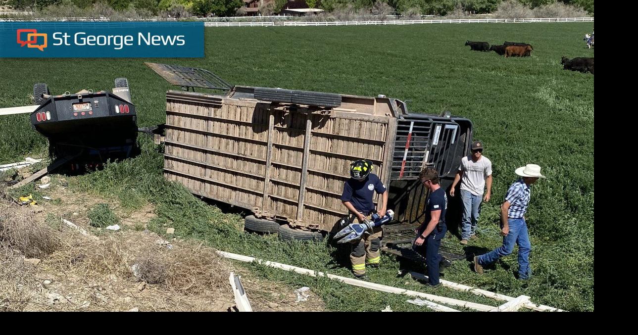 Driver, cows uninjured in rollover in western Washington County | Local ...
