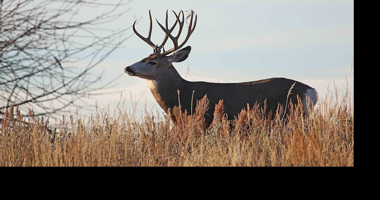 Utah agency investigates buck killed by illegal hunting weapon | News ...