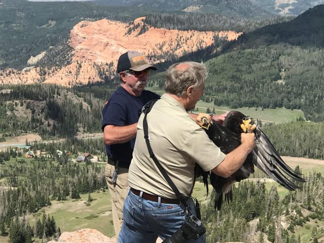 Golden eagle carries prayers to the heavens after Brian Head Fire ...