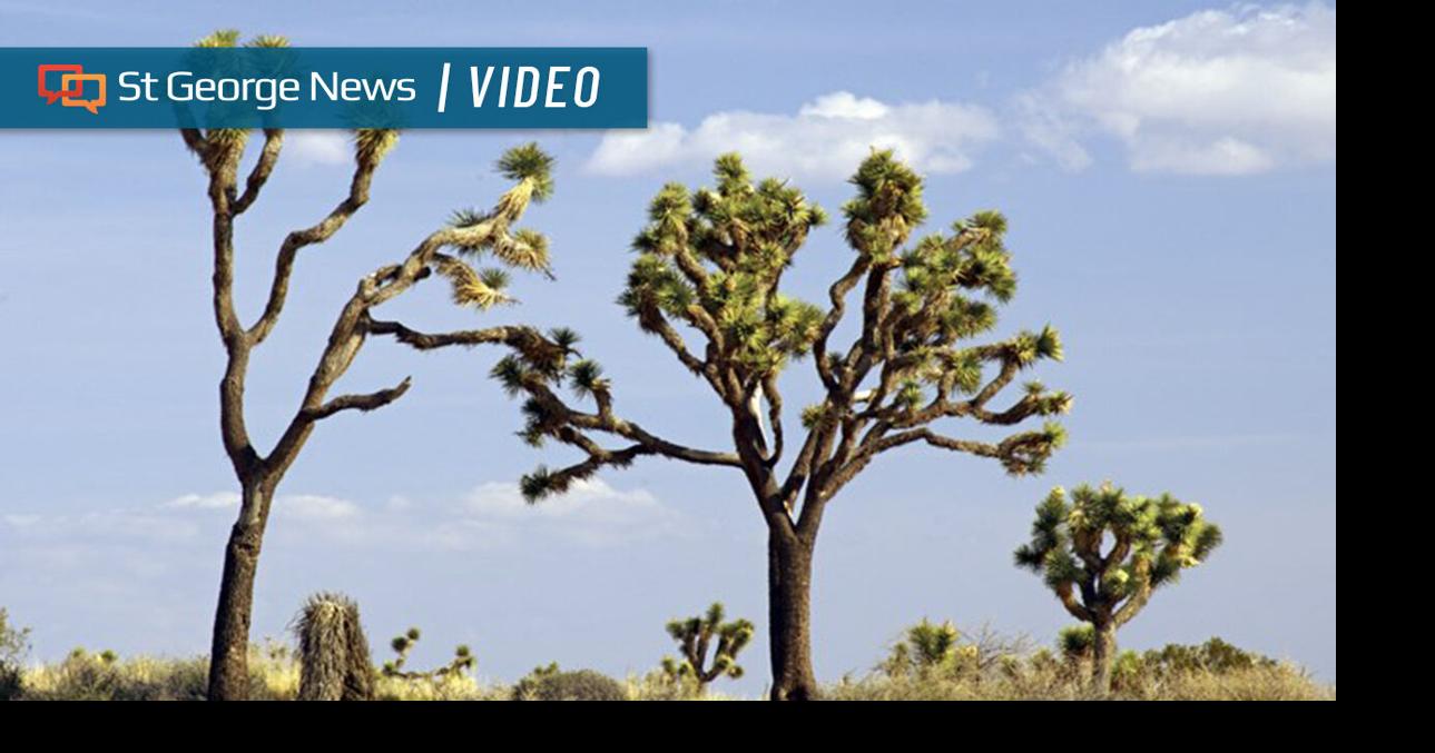 Joshua trees facing possible extinction by the end of the century ...