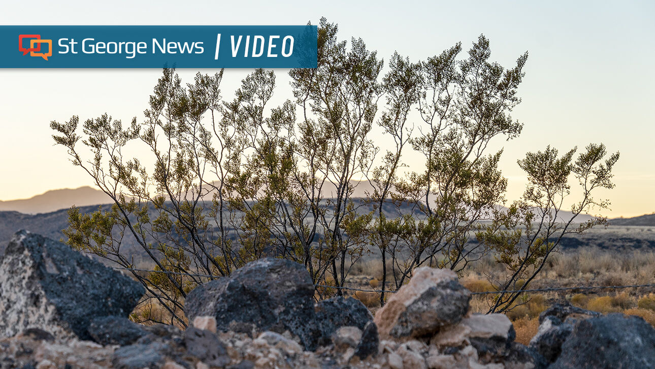 Forest bathing? Discover the health benefits of Southern Utah's native ...