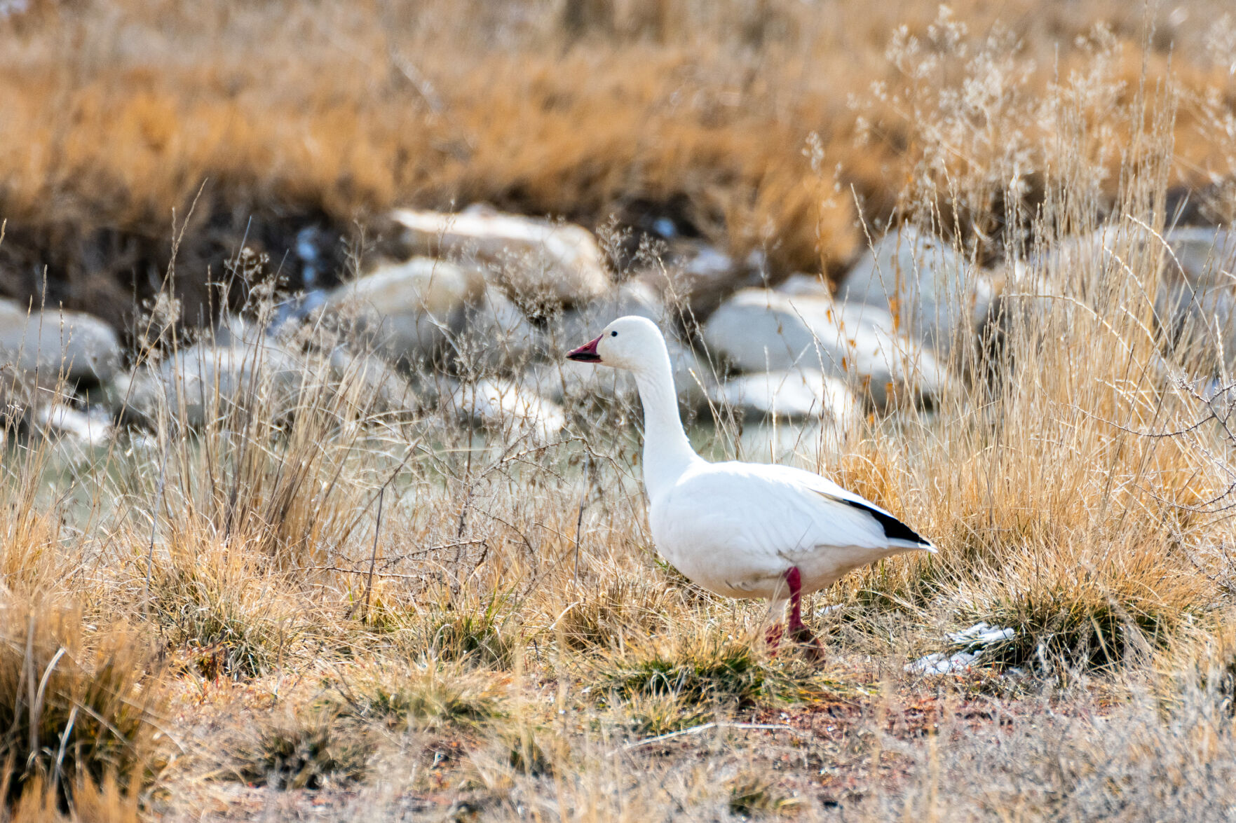 Ogle a gaggle of migrating geese during the 2025 Delta Snow Goose ...