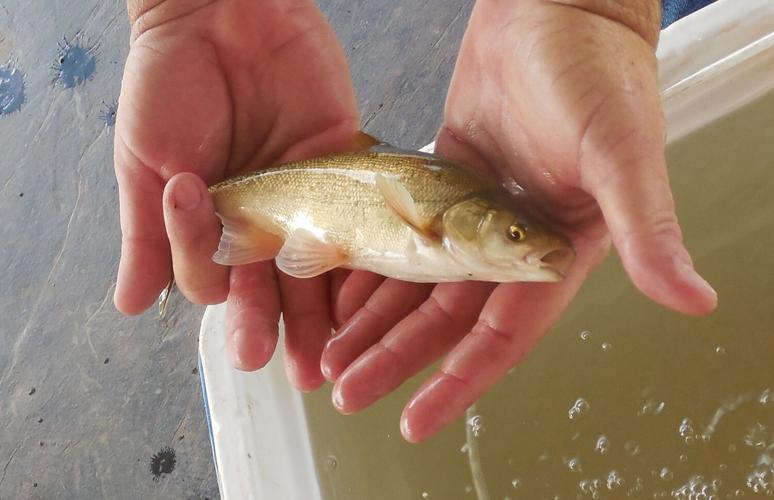 No dumping; fish removal begins at Desert Garden | Government ...