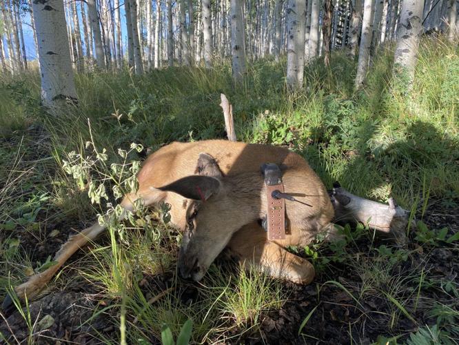 How can tracking deer benefit Fishlake National Forest’s Pando clone ...