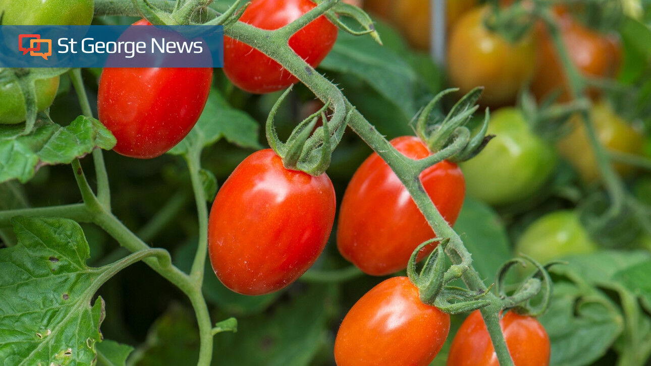 Healthy plants, but no tomatoes? Here’s why and what you can do about ...