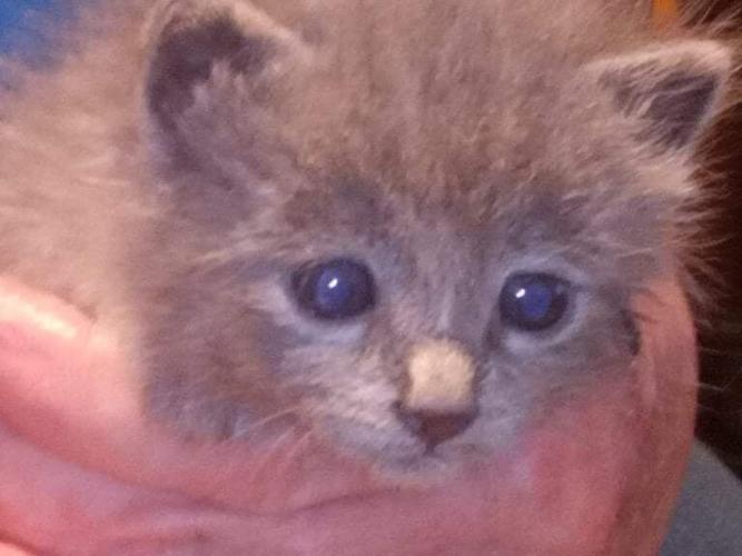 International Cat Day Sunday: Celebrate by saving a life | Life ...