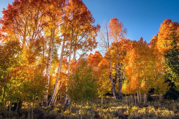 Take a road trip and experience Southwest Utah’s top 3 fall foliage ...