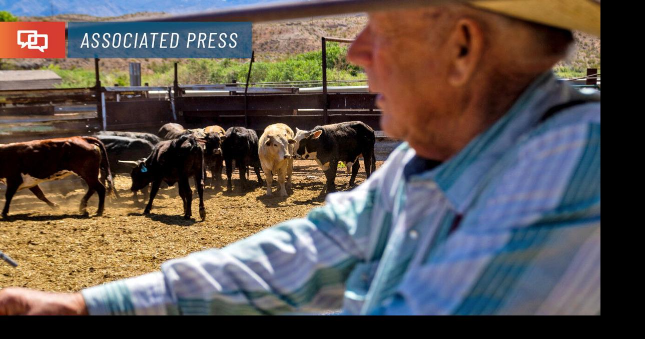 10 years after armed standoff with federal agents, Bundy cattle are ...