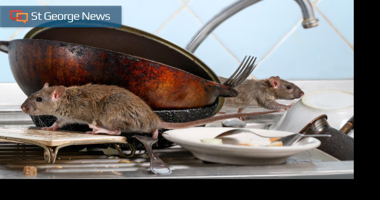Cold weather brings mice into homes; USU Extension offers tips for ...