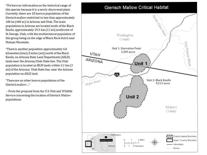Gierisch mallow: Preservation of a rare flower, should the public care ...