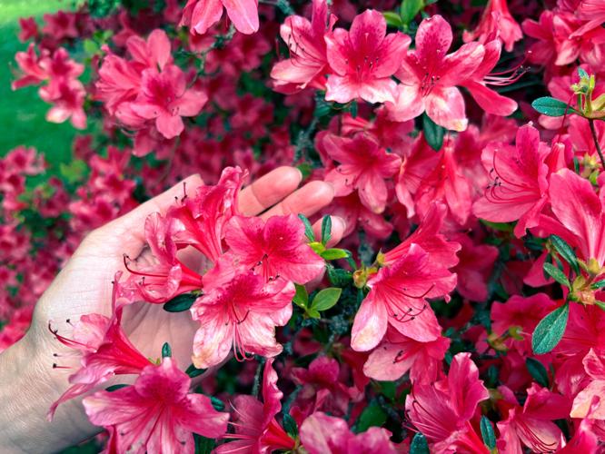 How Southern Utah gardeners can grow stunning azaleas | Life ...