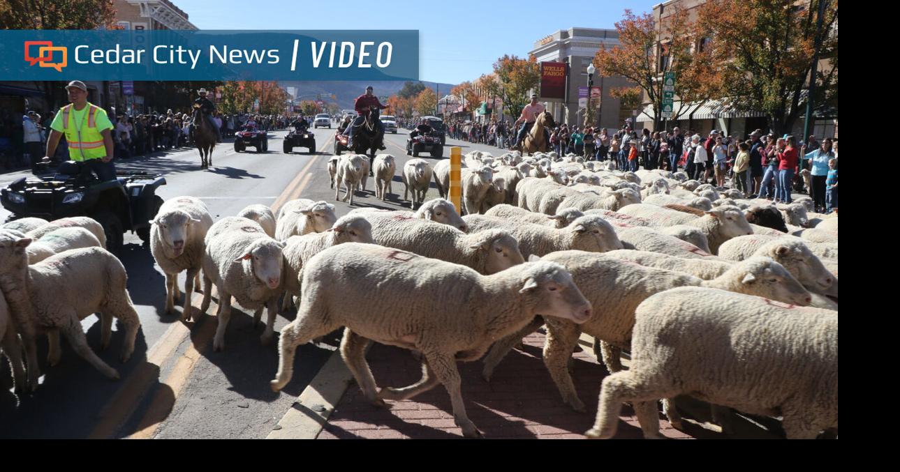 Video, photo gallery: Cedar City’s annual sheep parade | Events ...