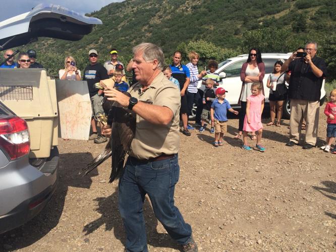 Golden eagle released carrying 7,000 prayers for 1st responders | Local ...