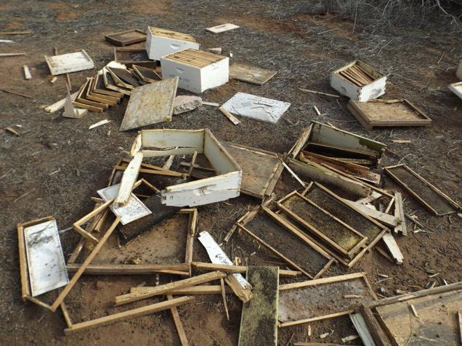 Beekeeper seeks those responsible for causing over $12,000 in lost ...