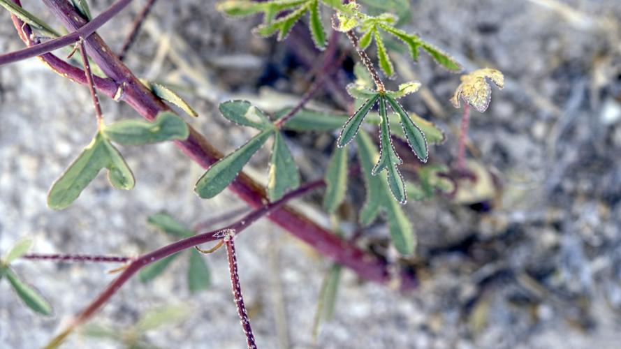 Endangered Southern Utah flower unique despite not standing out in the ...