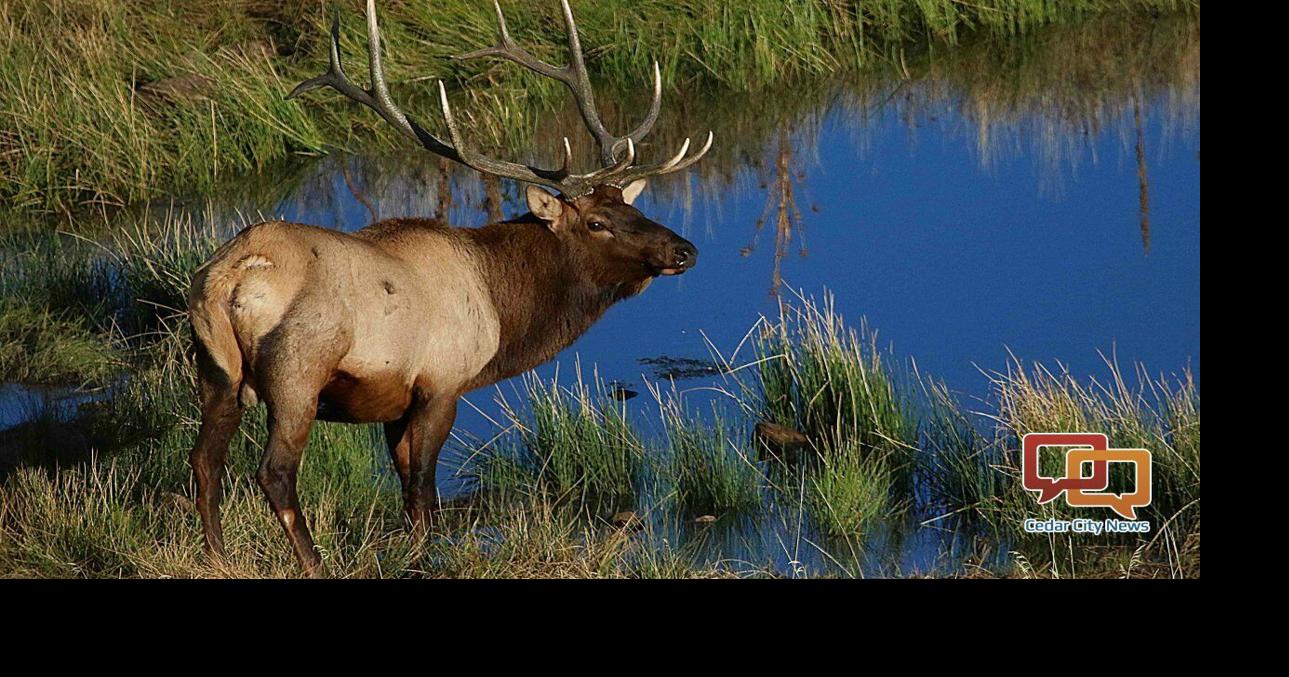 Man arrested for poaching bull elk | Local News | stgeorgeutah.com