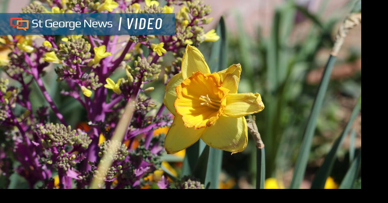 After the cold and rain, spring has officially sprung in Southern Utah ...