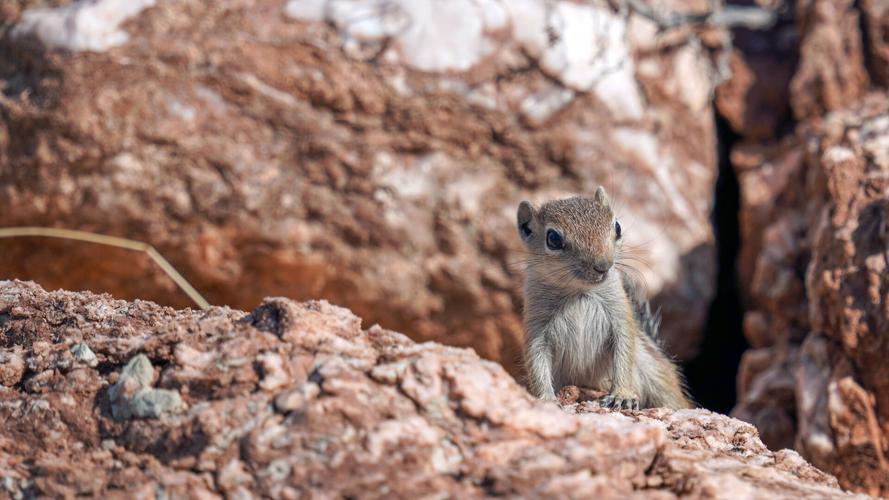 Where should would-be wildlife watchers seek Southern Utah critters ...