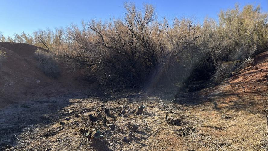 Ivins nonprofit's new collaboration aims to restore Utah's native ...