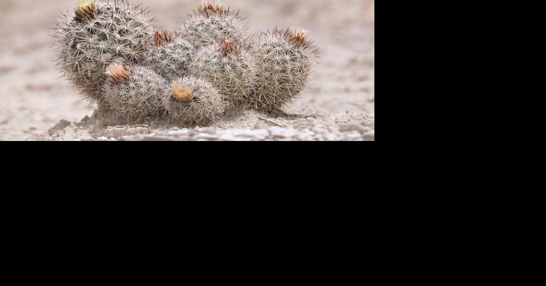 Preserving biodiversity: Rare cactus specimens moved from future ...