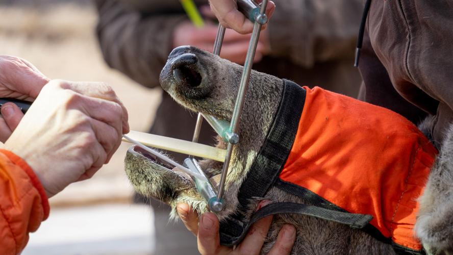 Utah Division of Wildlife Resources assesses, collars record 1,901 big ...