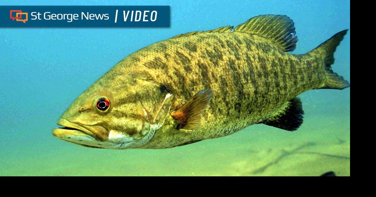 Park service to remove invasive predatory fish found in Colorado River ...