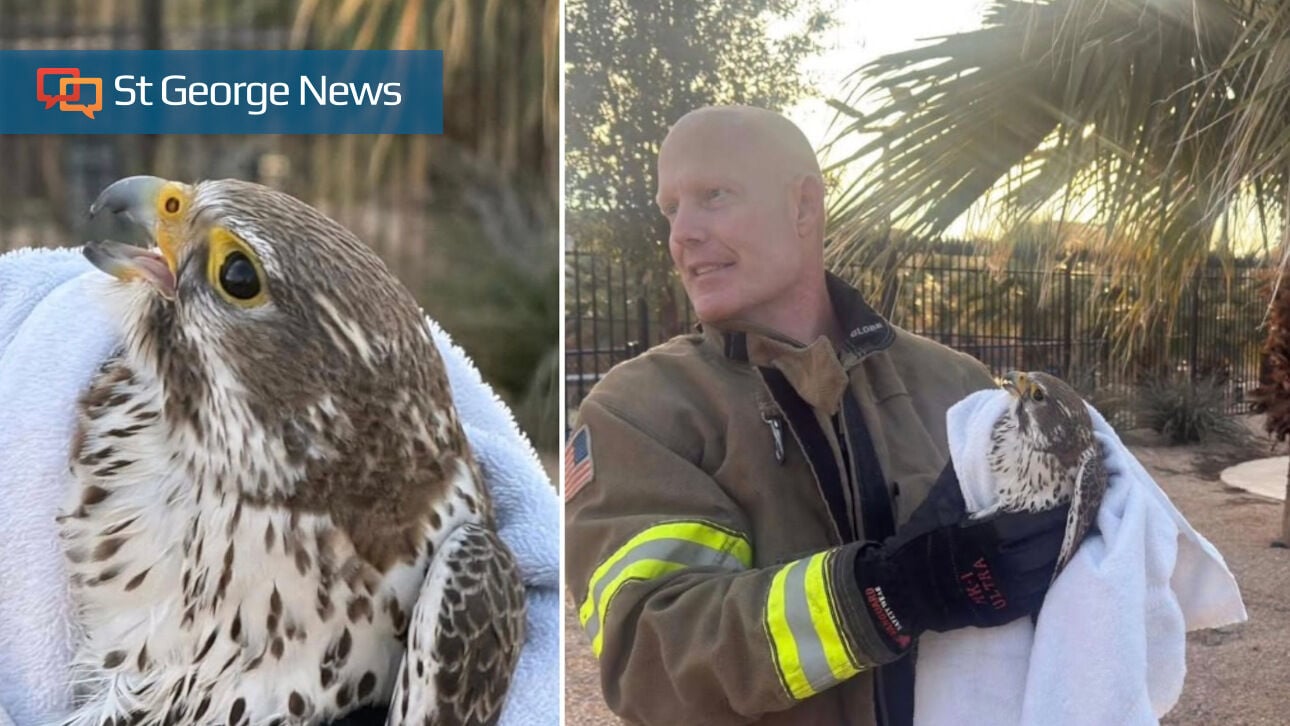 St. George Station 6 firefighters find flightless feathered friend ...