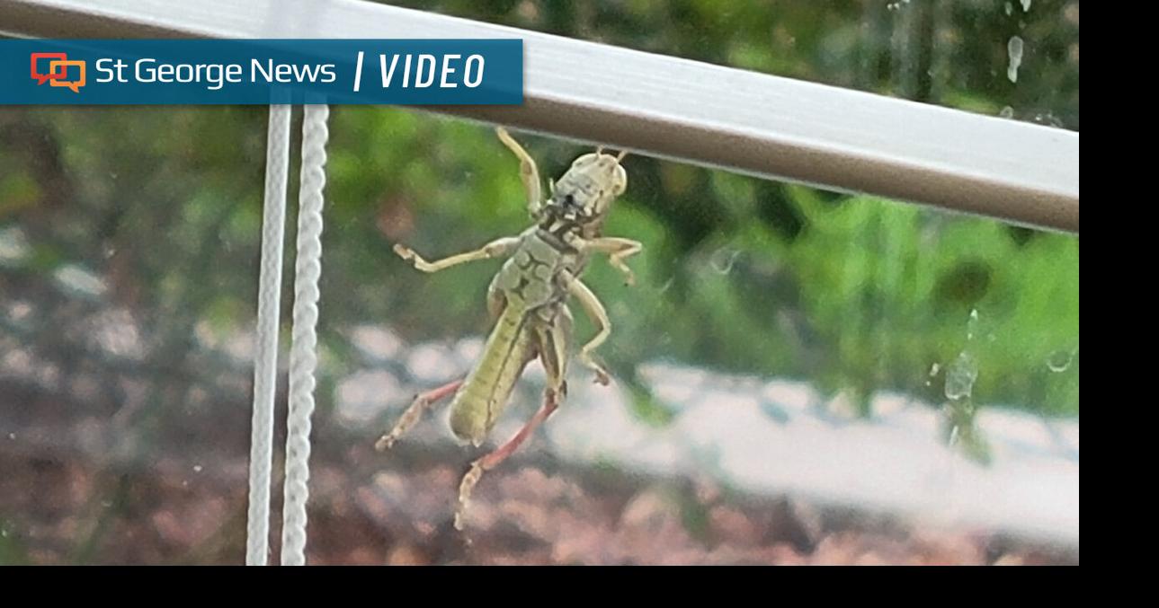 They’re back: Grasshoppers once again invade southern Utah and Nevada ...