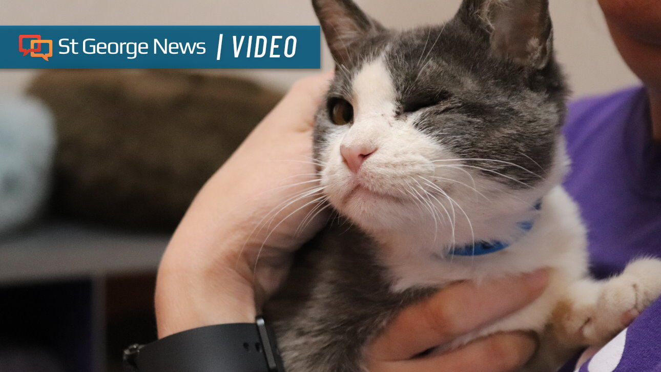 St. George PAWS takes in, cares for furry California fire refugees ...
