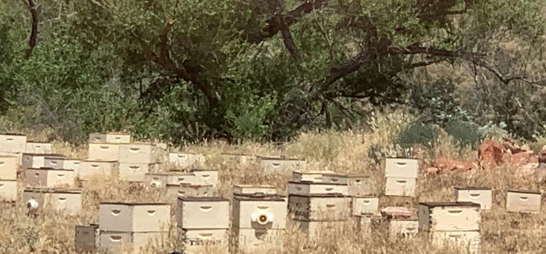 Taylor Honey bees survive truck fire in St. George; permitted burn days ...