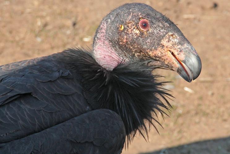20 California condors found dead amid Arizona bird flu outbreak | Local ...