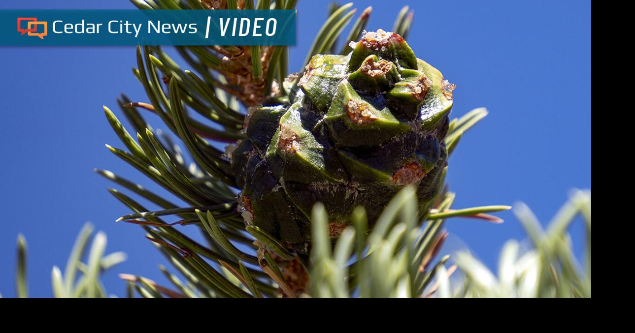 A poor year for pine nuts? Here’s what Southern Utahns should know ...