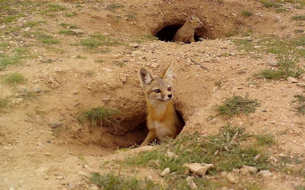 Stewards discuss 'how to live in harmony' with Southern Utah's foxes ...