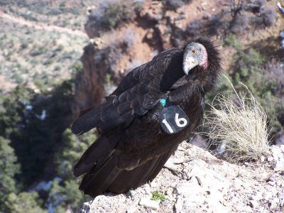 20 California condors found dead amid Arizona bird flu outbreak | Local ...