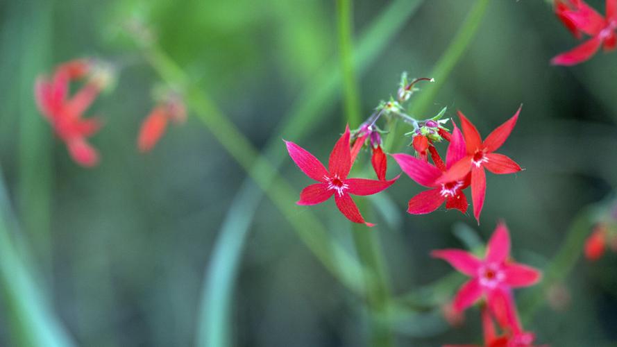 Photo gallery: It’s not too late to stop and smell the Southern Utah ...