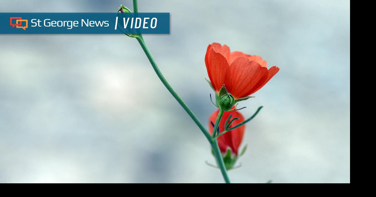 Endangered Southern Utah flower unique despite not standing out in the ...