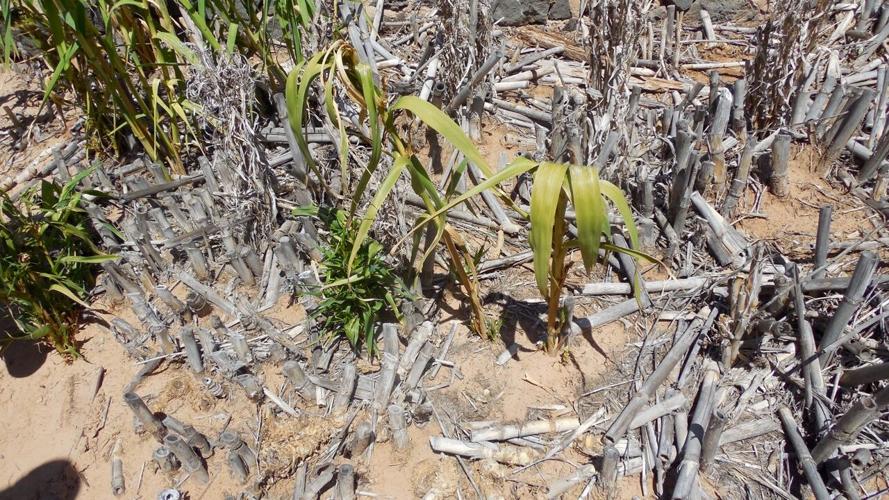 Invasive arundo takes hold in Virgin River system, control efforts ...