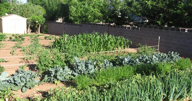 Rex’s tips for a mixed vegetable garden | Health and Wellness ...