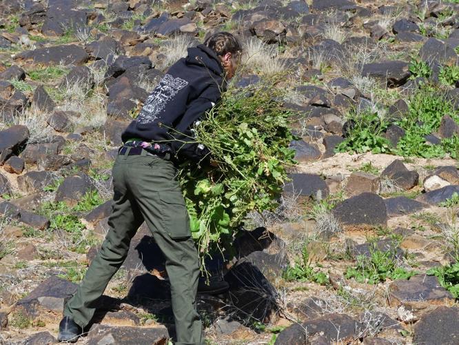 Kill ‘beefy mustard’ plants, save Southern Utah’s native species ...