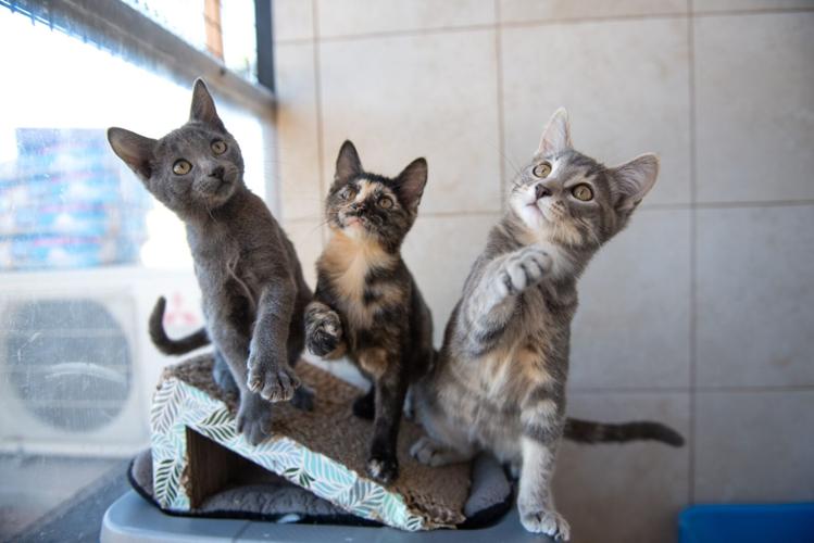 25 kittens, cats with potentially fatal virus get nursed back to health ...