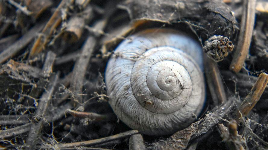 Got snails? Southern Utah biologists say they could be invasive | Local ...