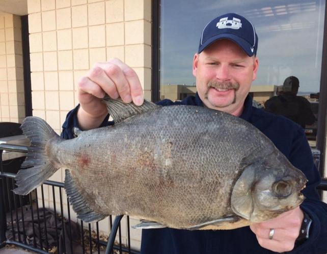 Big pacu found at city pond; ditching fish creates problems ...