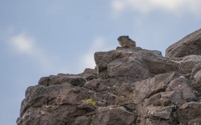 Pika: An ‘insanely adorable,’ high-mountain mammal with attitude found ...