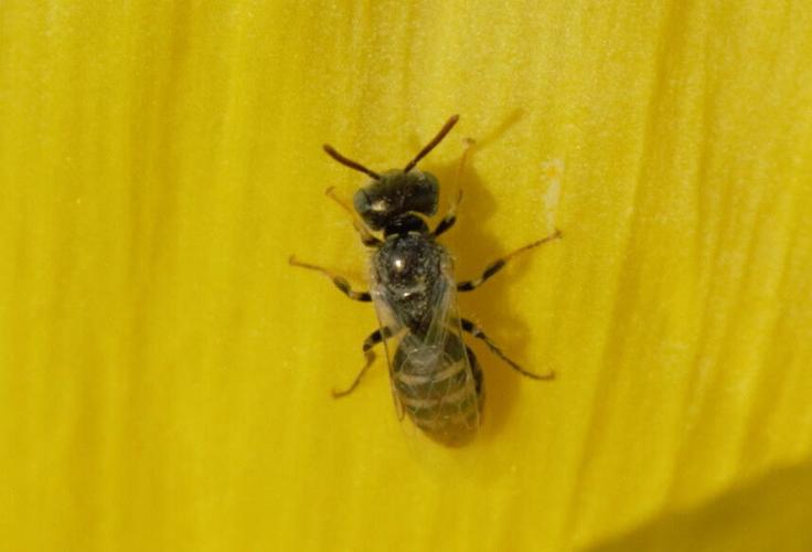 Conservation group seeks endangered status for Mojave poppy bee | Local ...