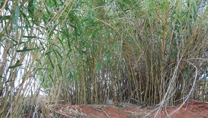Invasive arundo takes hold in Virgin River system, control efforts ...