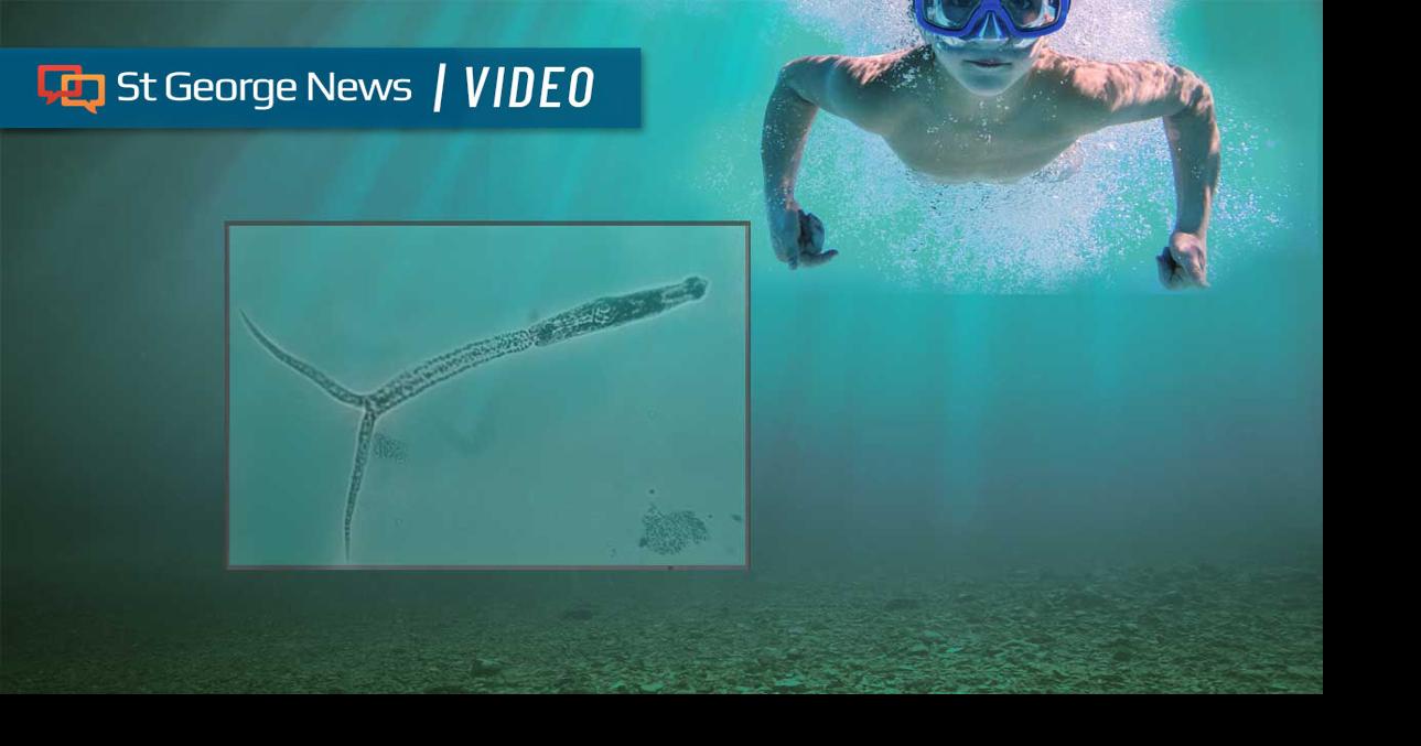 Parasite causing swimmer’s itch returns to Sand Hollow. What can you do ...