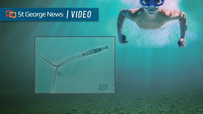 Parasite causing swimmer’s itch returns to Sand Hollow. What can you do ...