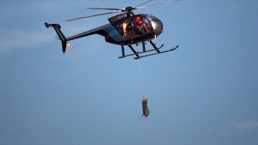 Bighorn sheep captured by helicopter in Zion to be moved out of the ...